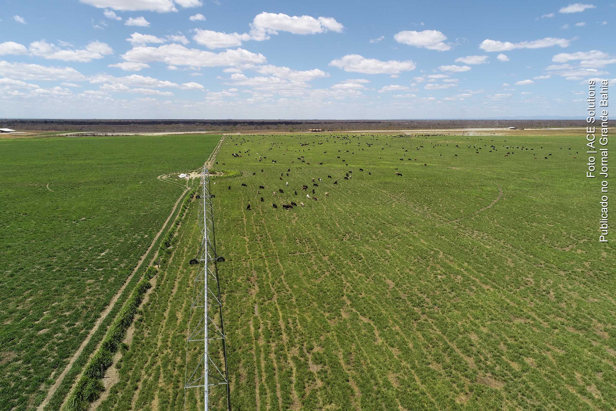 Empresa portuguesa investe em agropecuária no Polo Agroindustrial da ...